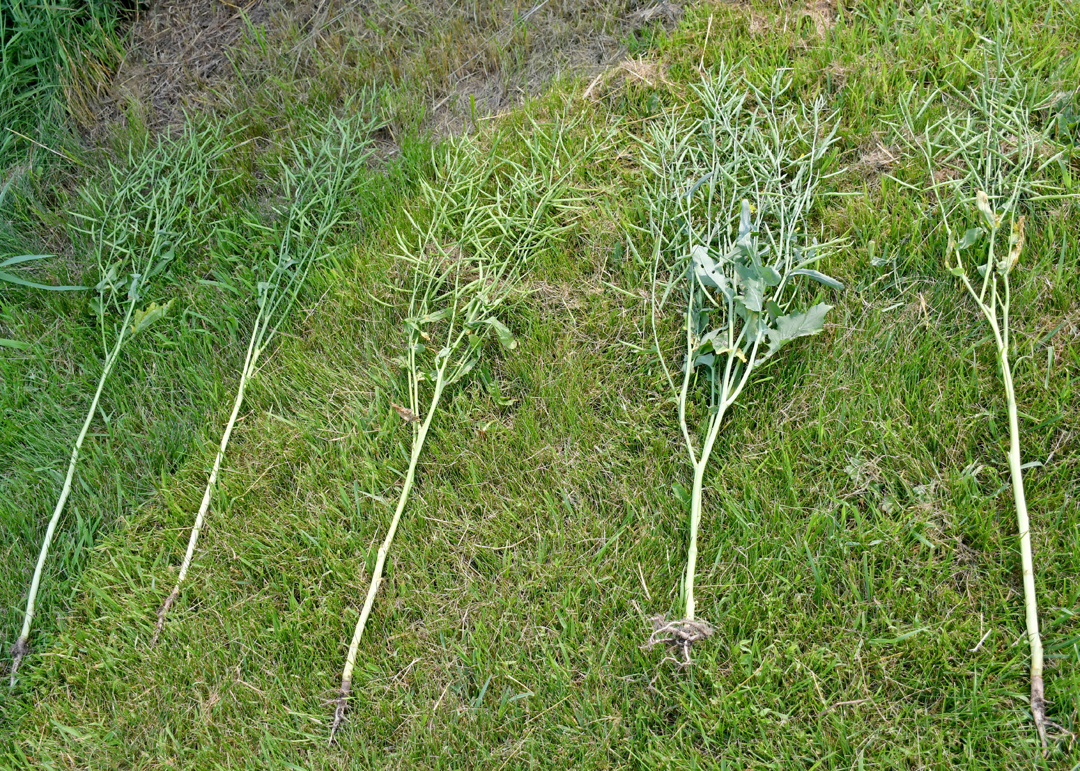 Bristol farmers embrace canola as new crop choice | Reporter & Farmer